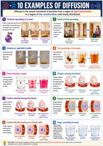 Diffusion vs Osmosis: Differences, Similarities and Examples Explained ...